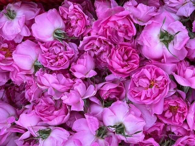 DES ROSES DE DAMAS AU PAYS DE LA CERISE - Couleur Bulle